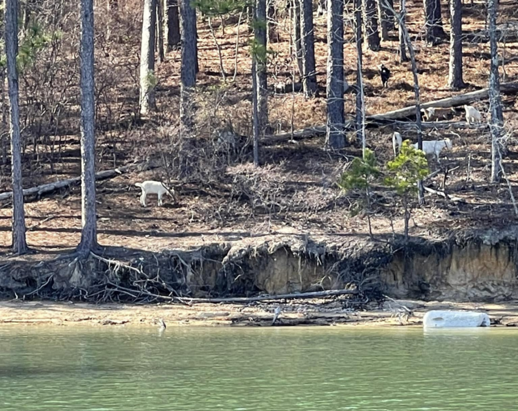 Goats won’t be back to Lake Martin’s Goat Island - Lake Martin Boaters